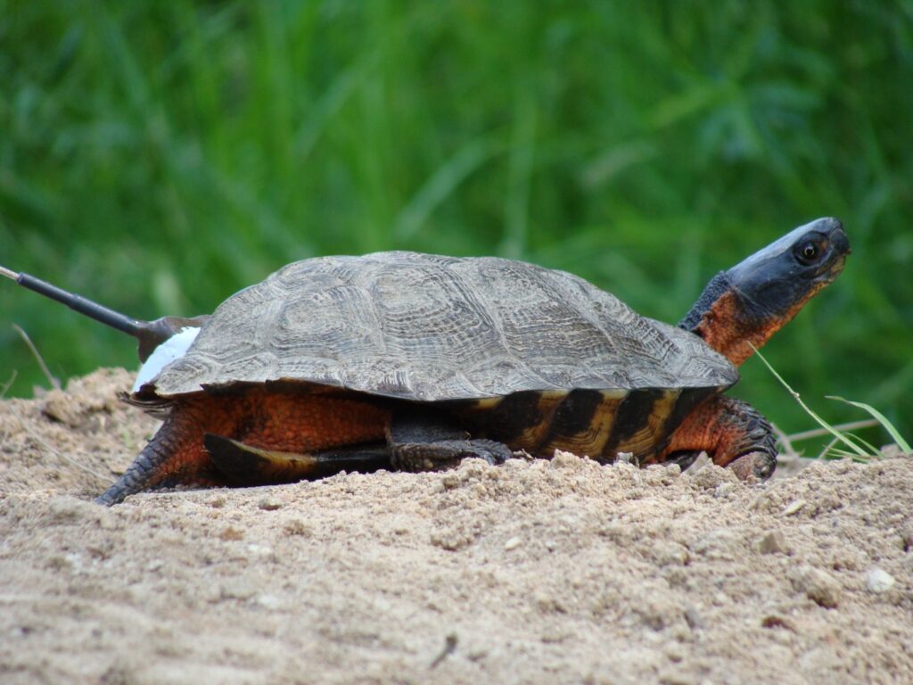 Wood Turtle Head-start Program – Friends of Great Swamp